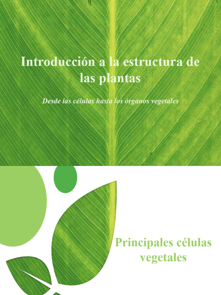 Introducción A La Estructura de Las Plantas | PDF