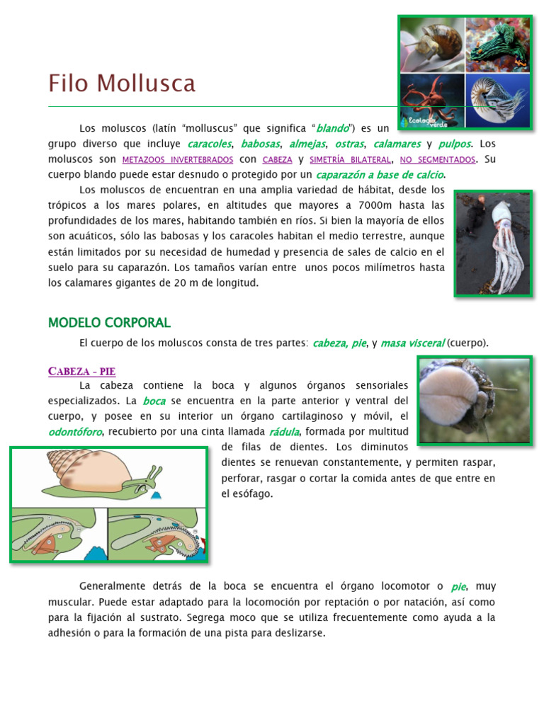 Características del Filo Mollusca | PDF | Moluscos | Pulpo