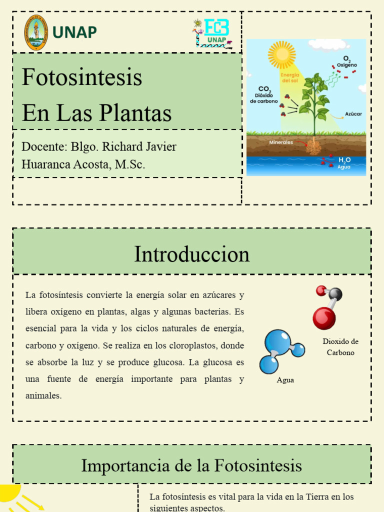 Importancia y Proceso de la Fotosíntesis | PDF