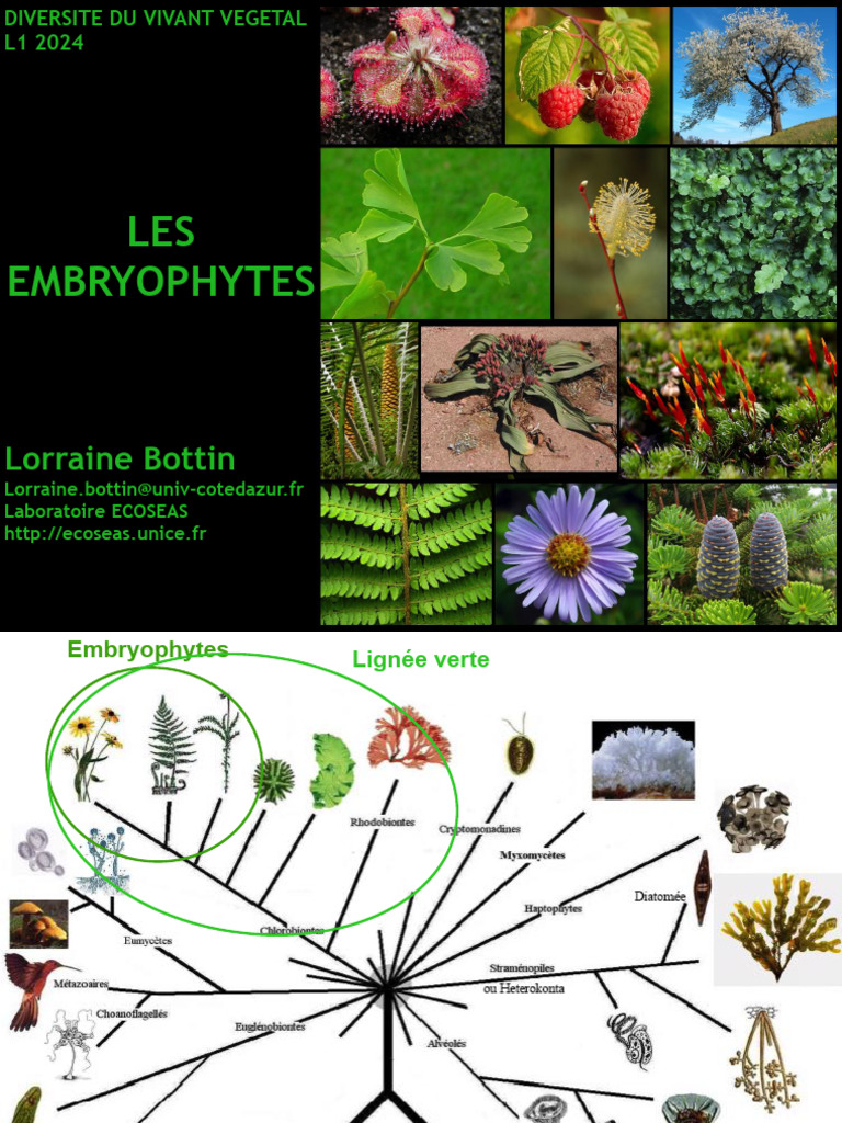 Diversité et caractéristiques des embryophytes | PDF | Morphologie ...