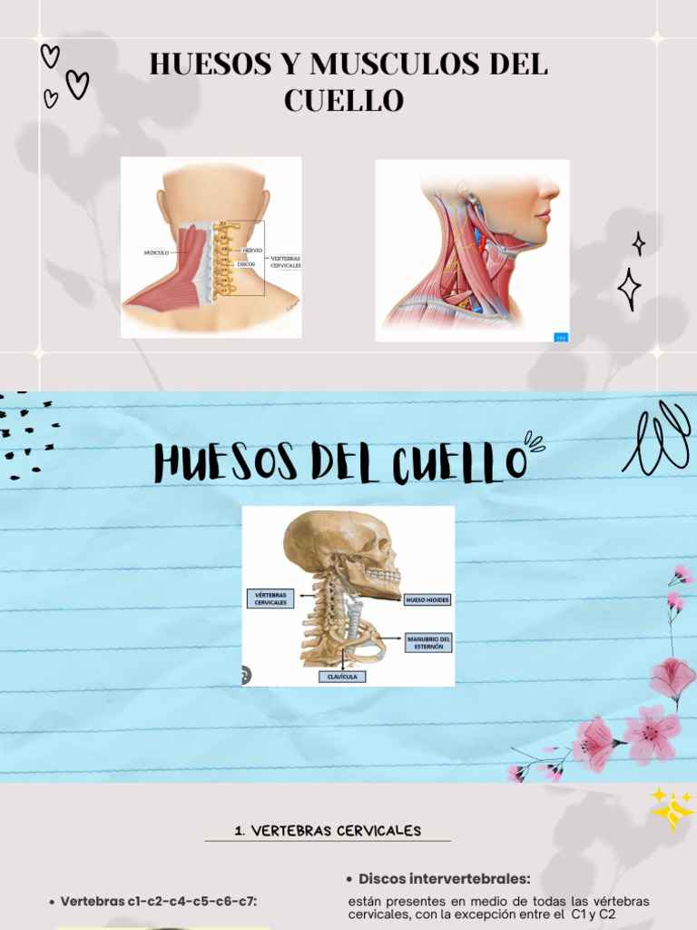 Huesos Del Cuello | PDF | Vértebra | Cabeza y cuello humanos