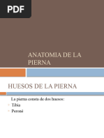 Tibia y Perone | PDF | Sistema esquelético | Anatomía humana