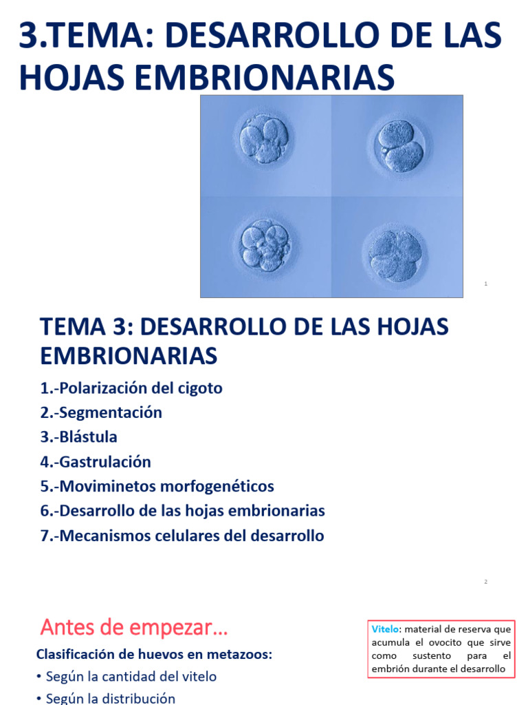 3.tema - Desarrollo de Las Hojas Enbrionarias - EBR | PDF | Biología ...