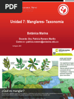 Mangle Blanco | PDF | Mangle | Arboles