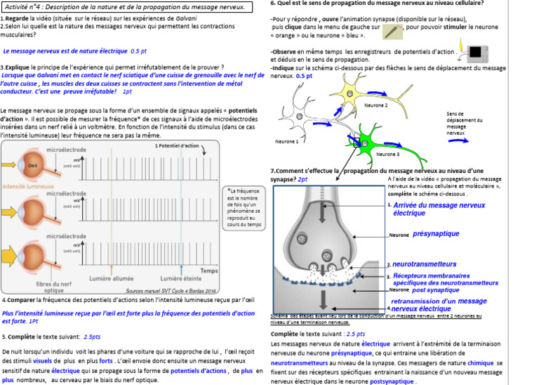 Activité N° 4 Nature Et Propagation Du Message Nerveux Correction | PDF