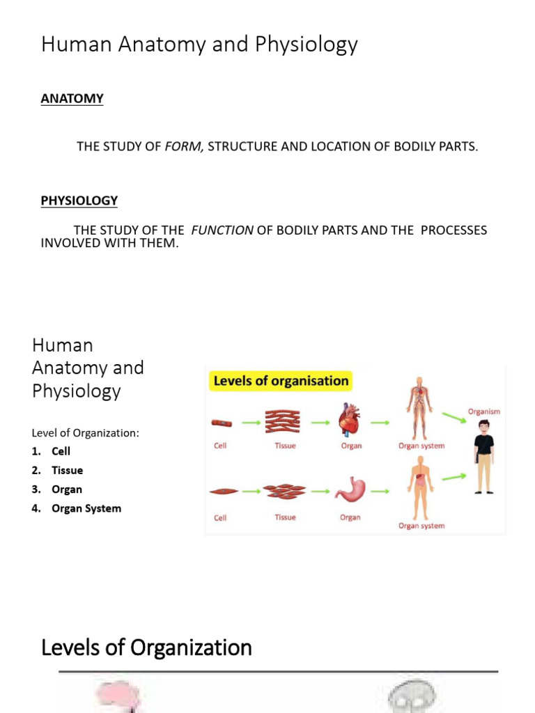 Human Anatomy and Physiology | PDF