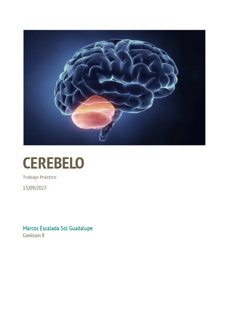 CEREBELO | PDF | Cerebelo | Cerebro