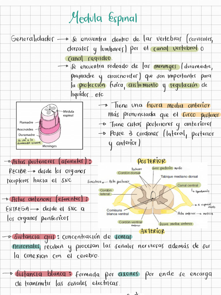Medula Espinal - 230820 - 225422 | PDF
