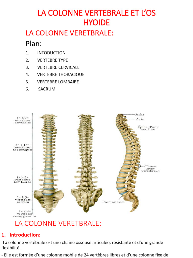 La Colonne Vertebrale Et L'os Hyoide | PDF