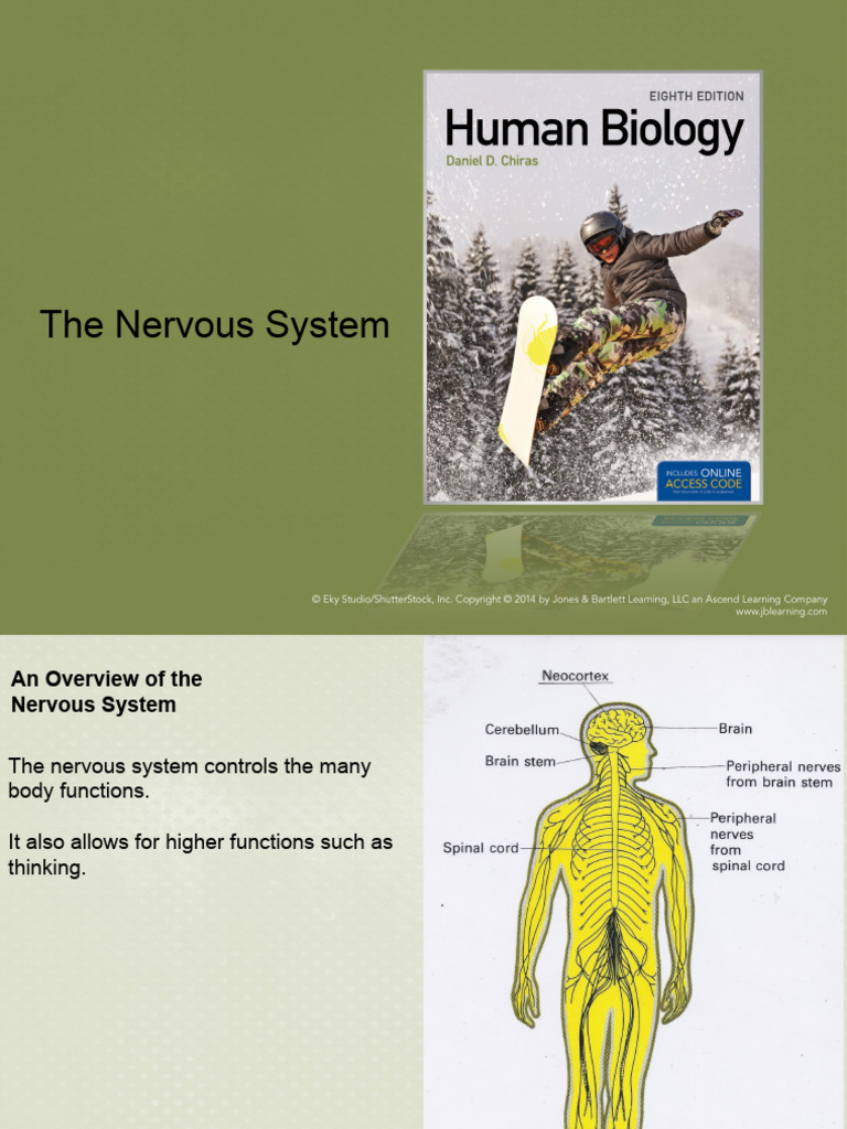 Nervous System Pdf Nervous System Neuron