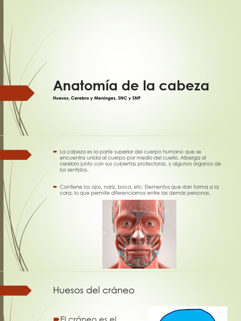 Anatomía de La Cabeza y Sistema Nervioso | PDF | Sistema nervioso | Cráneo