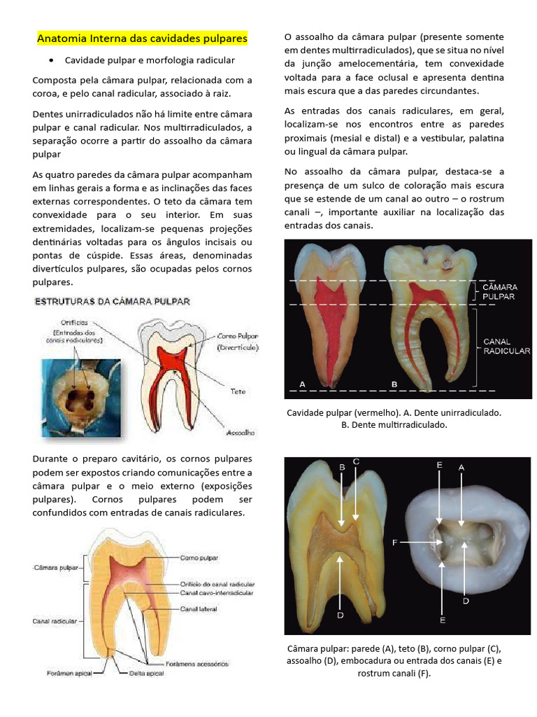 Anatomia Interna Das Cavidades Pulpares | PDF | Dente | Boca