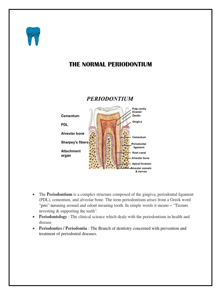 DCH Notebook The Normal Periodontium Part 1 | PDF | Epidermis ...