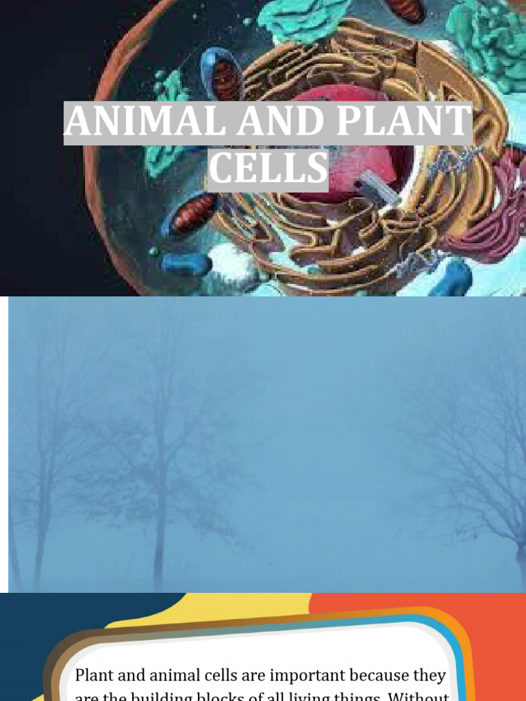 Animal and Plant Cells | PDF