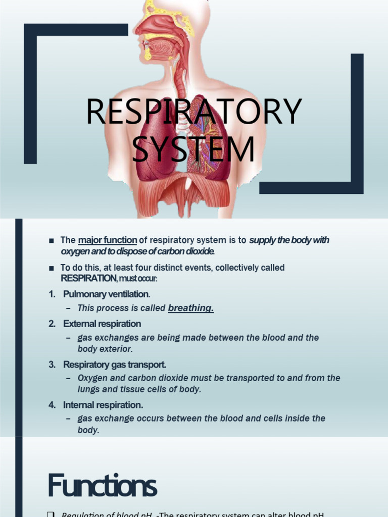 Respiratory System | PDF | Respiratory Tract | Lung