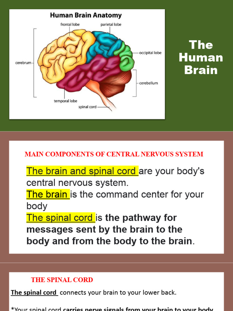 Overview of the Human Brain Structure | PDF | Self-Improvement