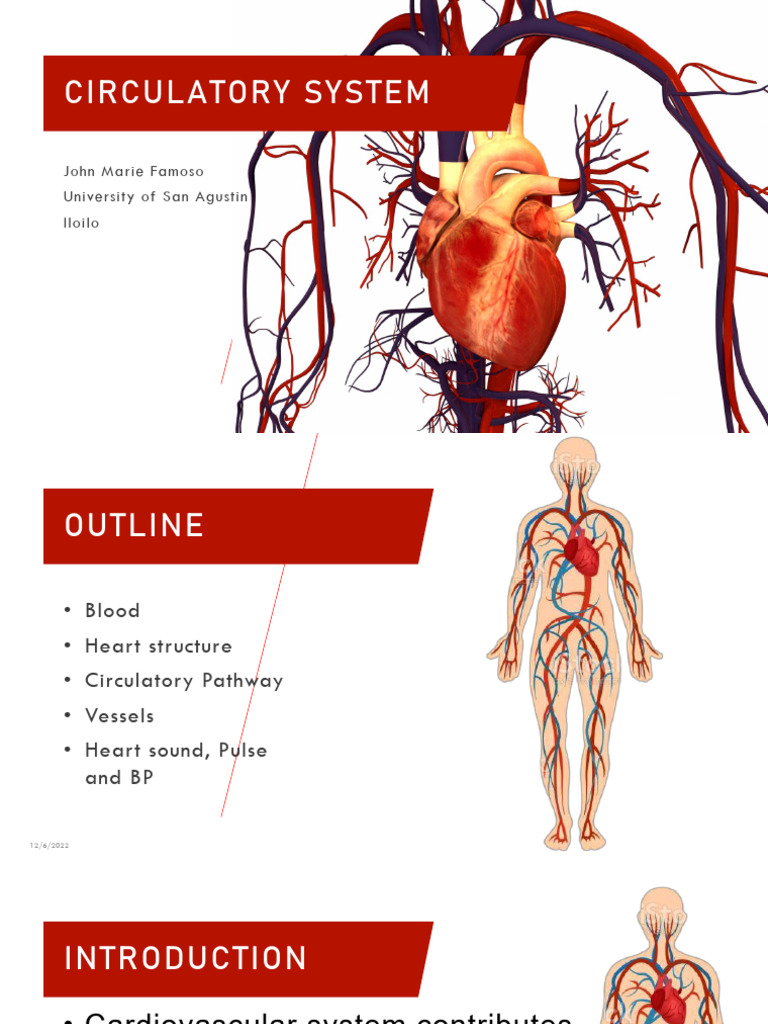 Circulatory System | PDF | Heart Valve | Coronary Circulation