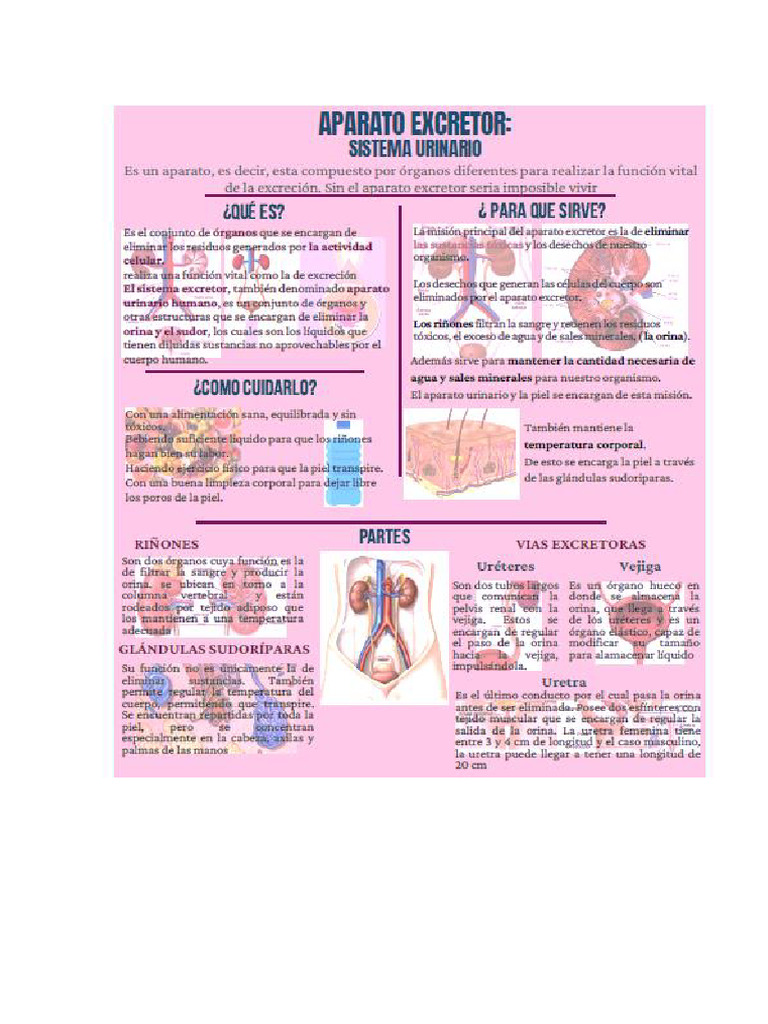 SISTEMA EXCRETOR | PDF | Riñón | Sistema urinario