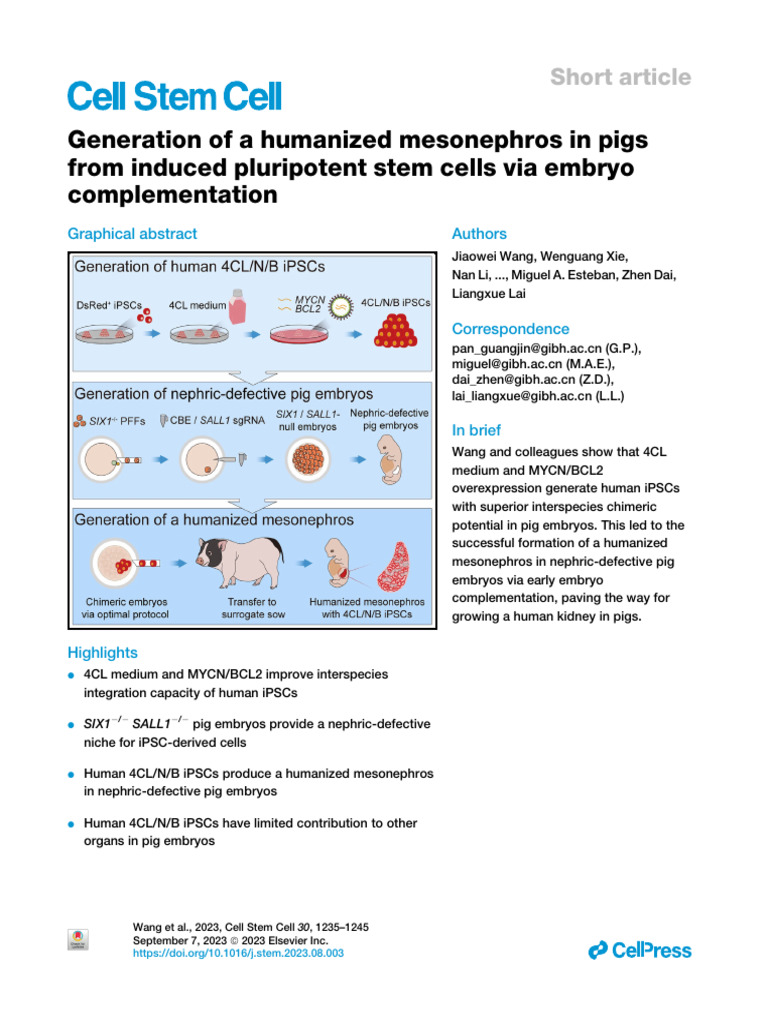 Generation of A Humanized Mesonephros in Pigs From Induced Pluripotent Stem Cells Via Embryo ...