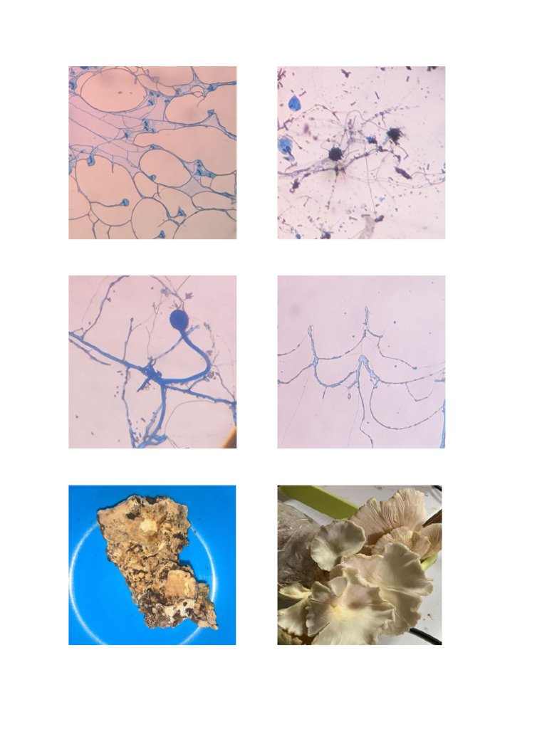 Foto Preparat Lab.1 | PDF