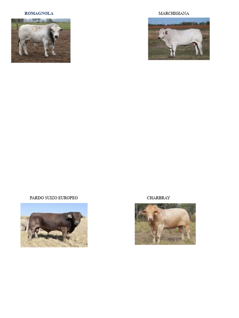Vacas | PDF