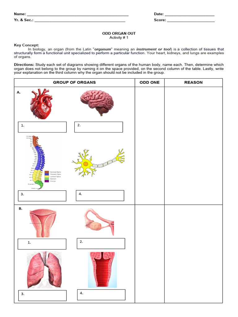 Sci.10 Activity 1 Odd Organ Out | PDF