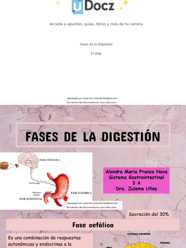 Fases de La Digestio 133188 Downloadable 5295421 | PDF | Estómago ...