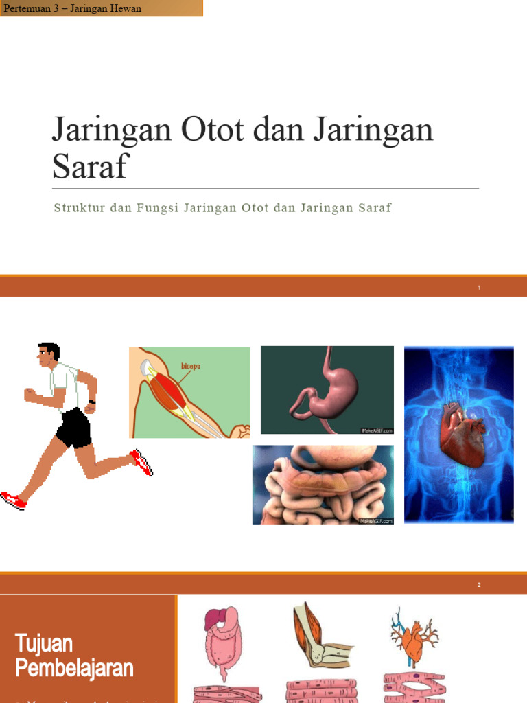 Struktur dan Fungsi Jaringan Otot dan Saraf | PDF