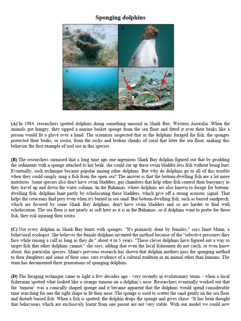 Sponging Dolphins | PDF
