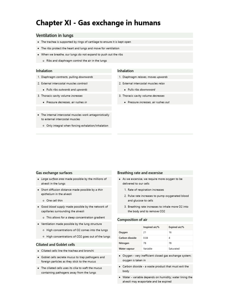 Human Gas Exchange and Ventilation Process | PDF | Breathing | Lung