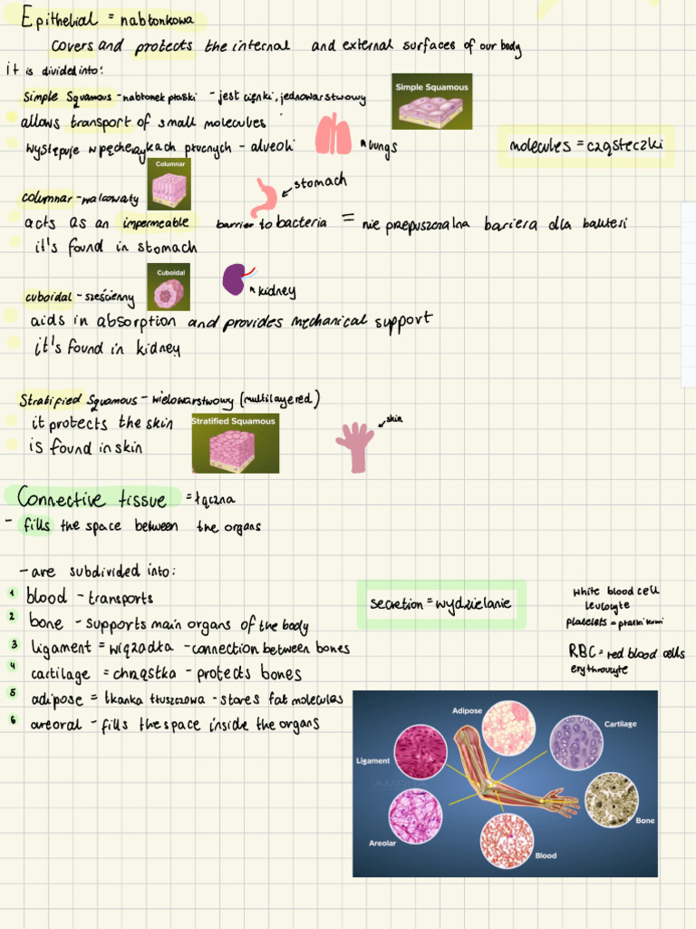 Tissues 2 | PDF | Epithelium | Organ (Anatomy)