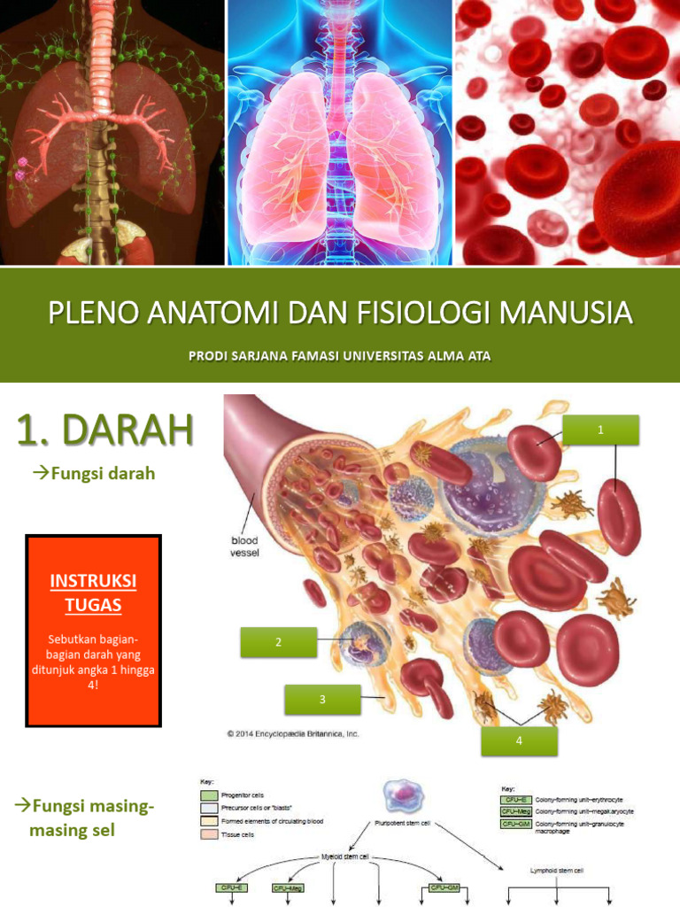 PLENO 1 ANATOMI DAN FISIOLOGI MANUSIA-compressed | PDF