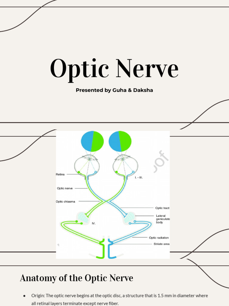 CN Ii | PDF | Visual System | Senses