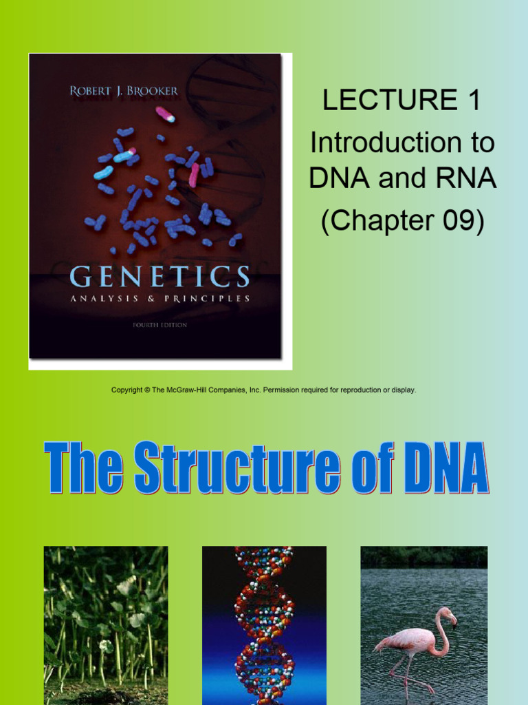 DNA Structure | PDF | Dna | Dna Replication