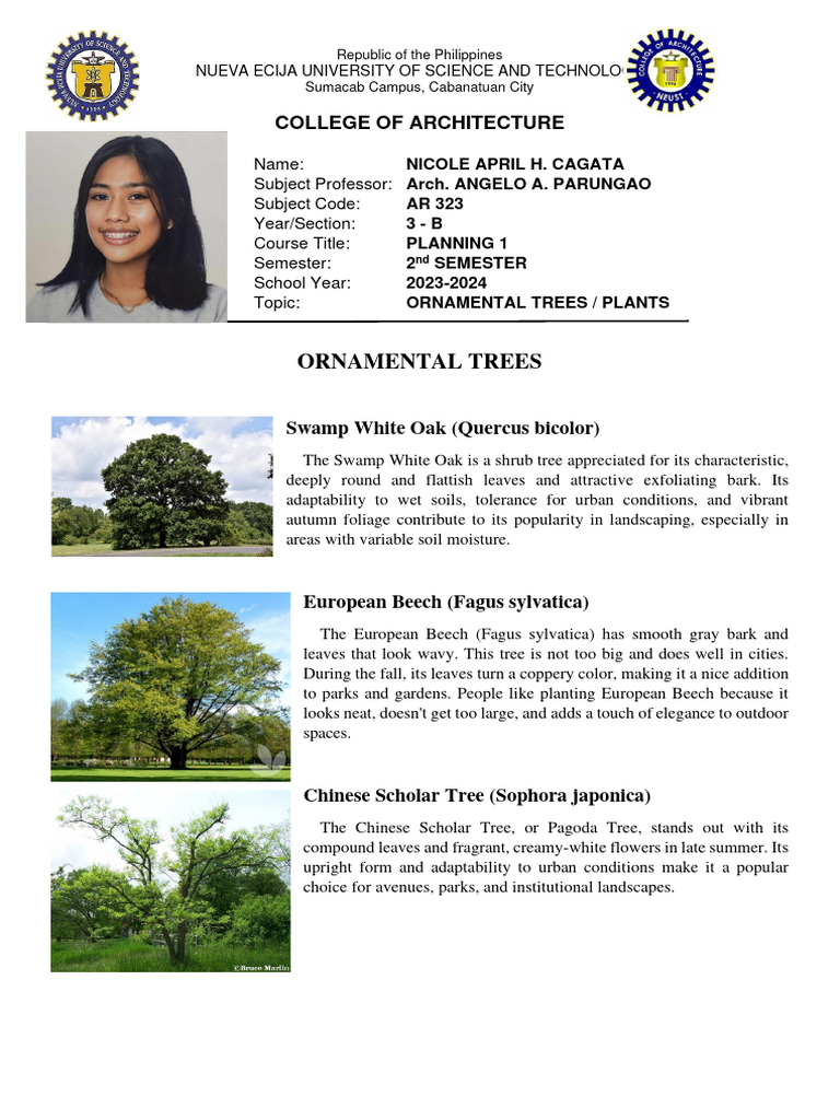 Ornamental | PDF | Trees | Pine