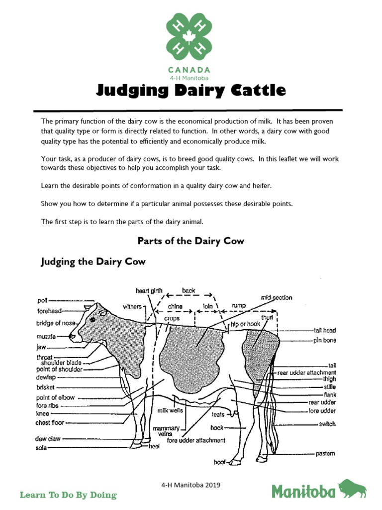 Judge Dairy Factsheet | Download Free PDF | Dairy Cattle | Cattle