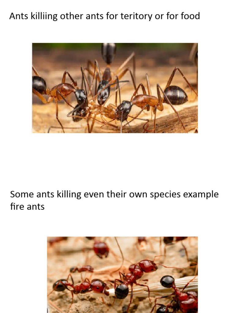 Ants | PDF