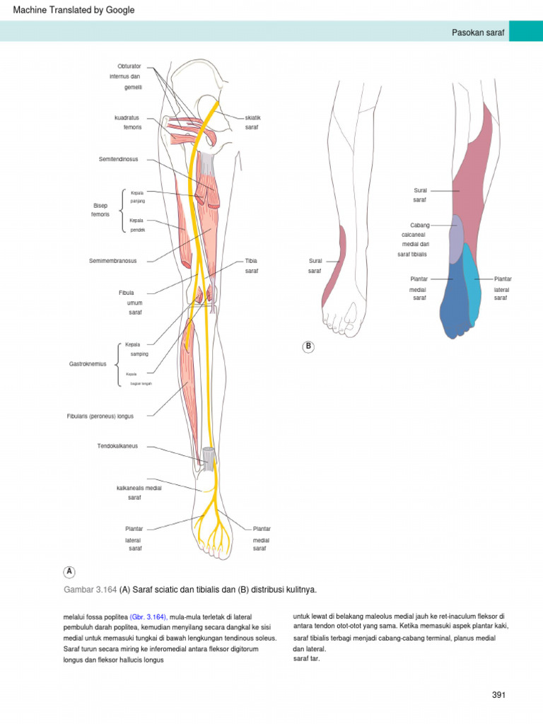 Anatomy and Human Movement - Structure and Function (PDFDrive) (406-486 ...