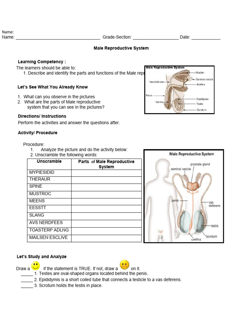 S5LT-IIa-1.1.1.1.a-Male Reproductive System | PDF | Reproductive System ...