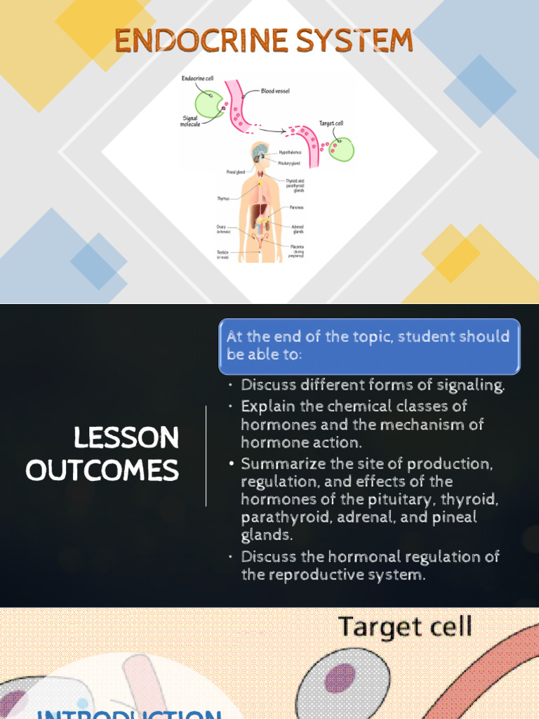 Chapter 7 Endocrine System | PDF