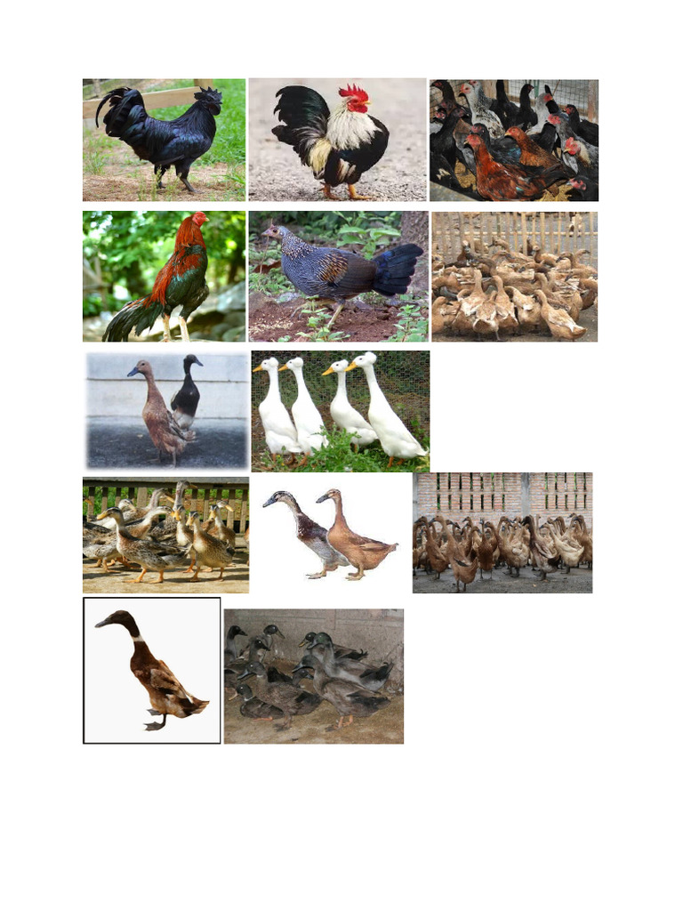 Gambar Ayam Dan Itik | PDF