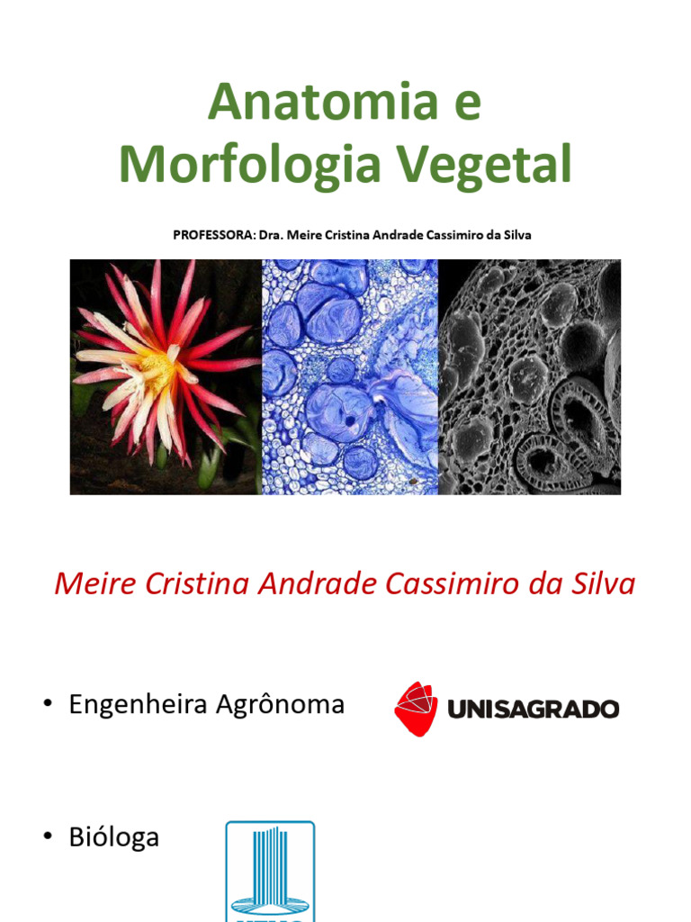 Anatomia e Morfologia Vegetal: Curso | PDF | Morfologia vegetal ...