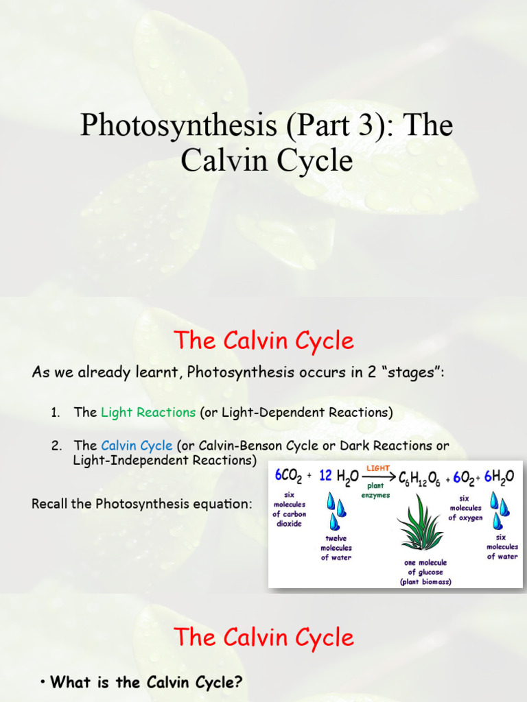 Photosynthesis Part 3 - Calvin Cycle | PDF