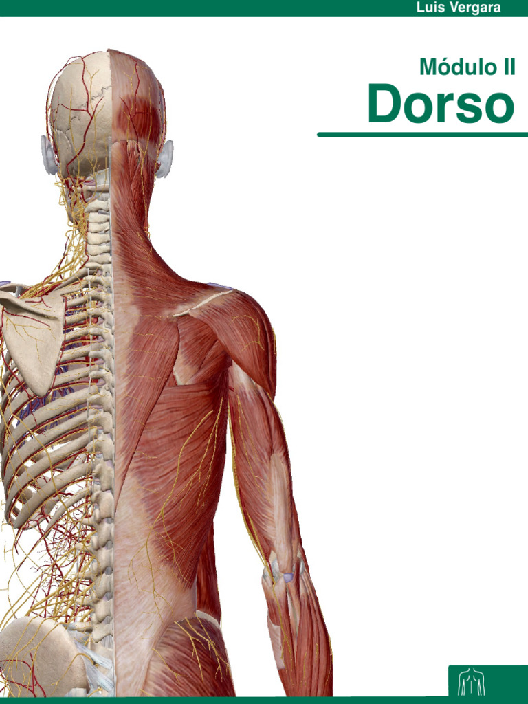 DORSO - Anatomia General Modulo I - Luis Miguel Vergara Zambrano 3 ...