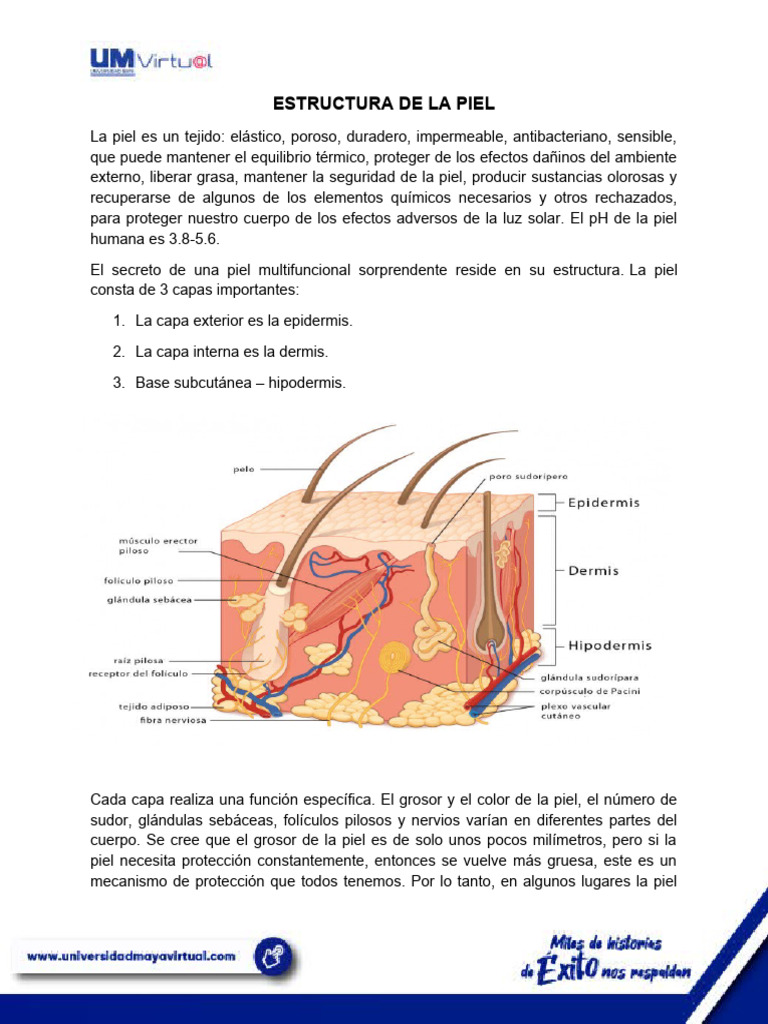 Estructura y capas de la piel humana | PDF | Ciencia y matemáticas