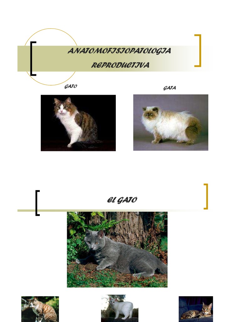 Reproduccion - Gato | Testículo | Vagina