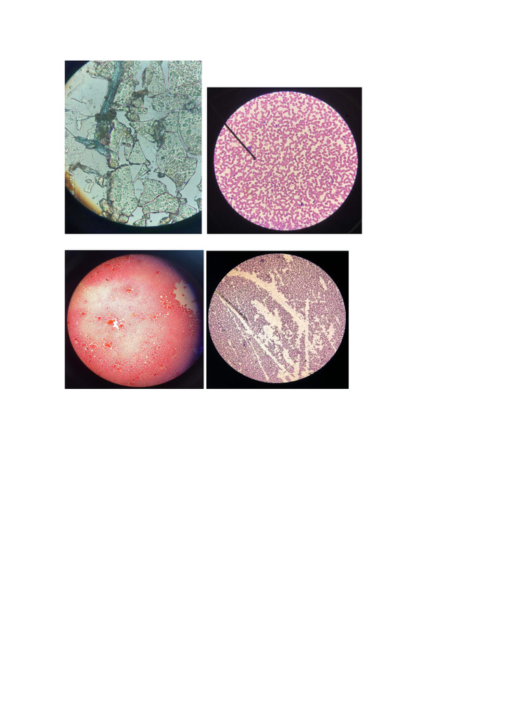 Micro para Slides | PDF