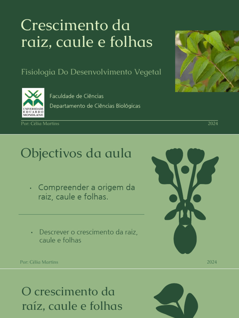 O Crescimento Da Raiz, Do Caule e Das Folhas NOVO 2024 | PDF | Raiz ...