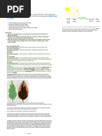 Starch Test Guide for IGCSE Biology | PDF | Starch | Leaf
