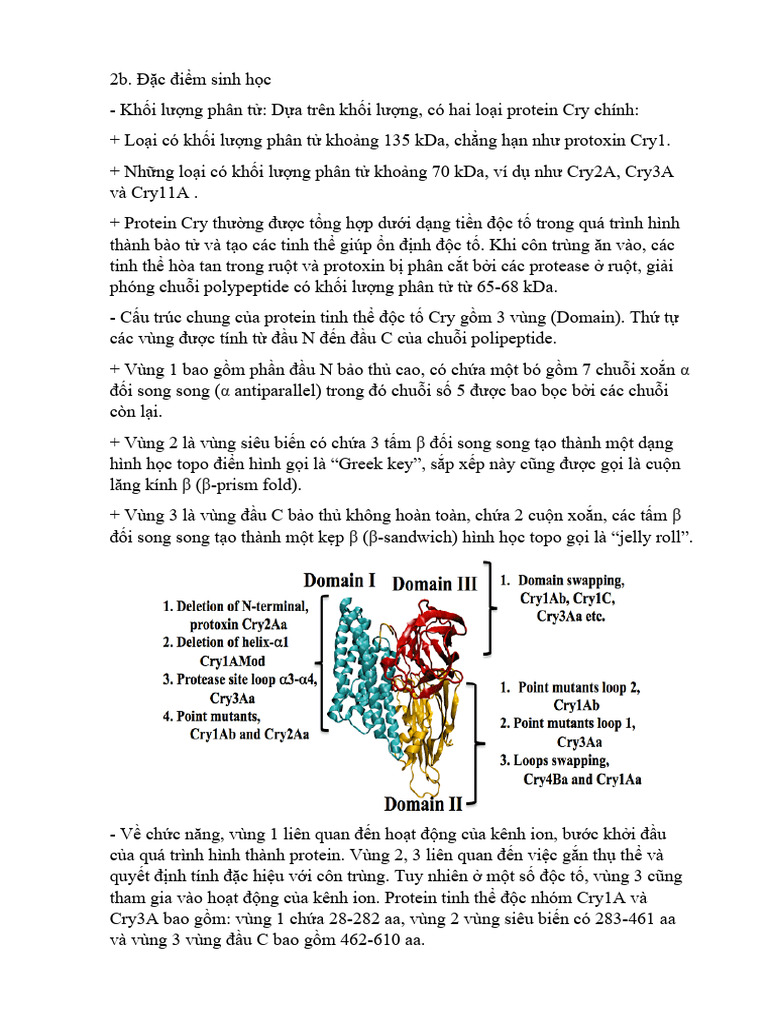 Protein Enzyme | PDF